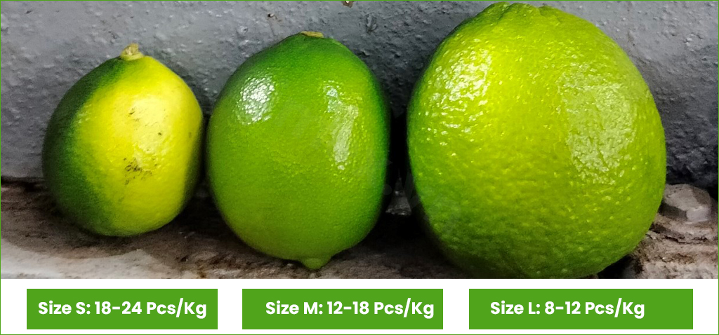 Lime (Seedless Lemon) - Rimex.vn